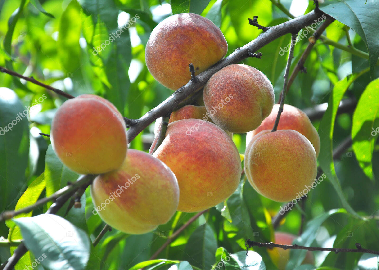 Ροδακινιά/ Νεκταρινιά – Polco